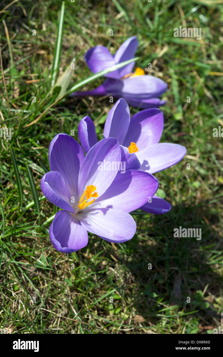 Crocus, the first spring flowers Stock Photo - Alamy