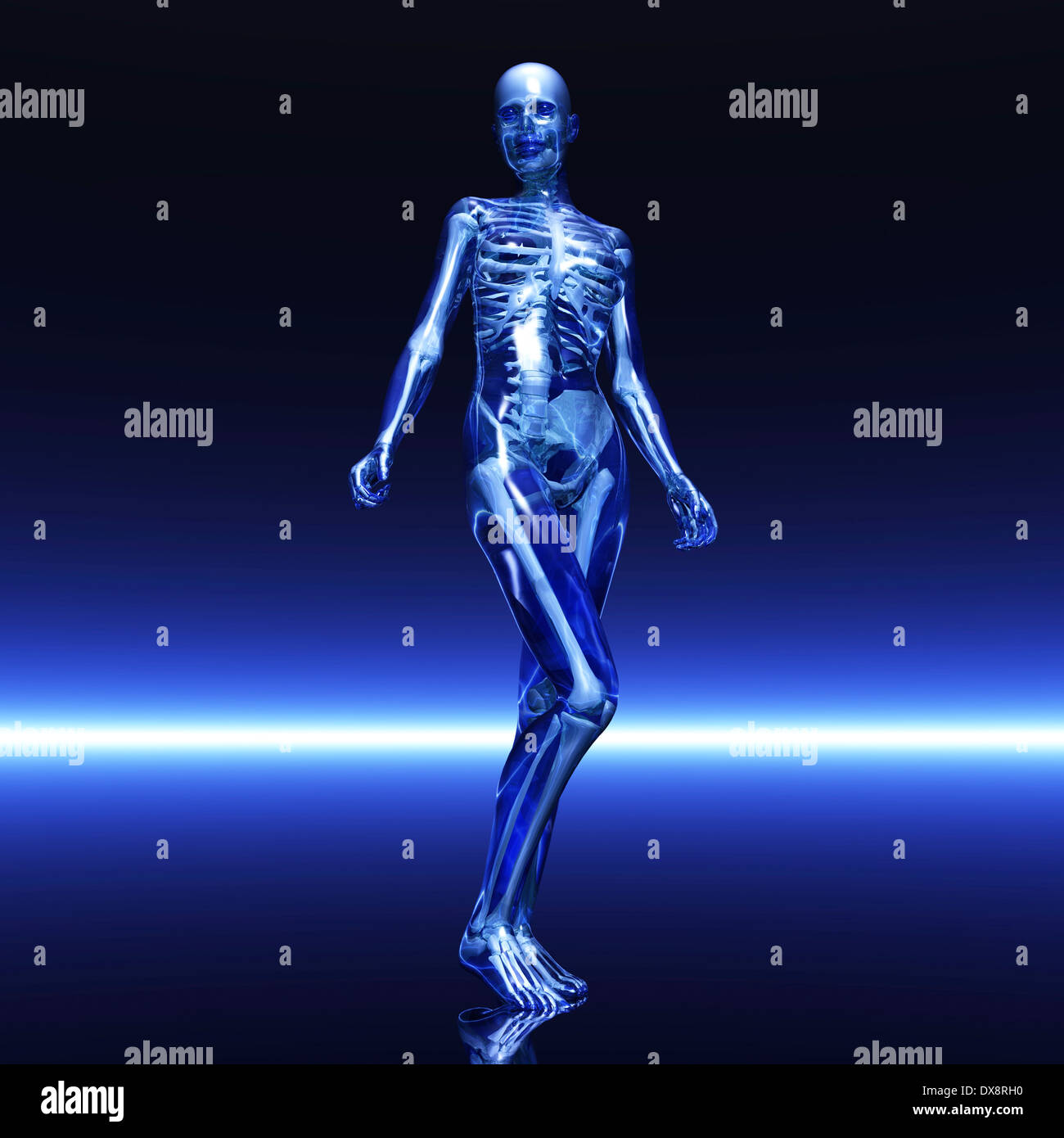Human anatomy visible skeleton hi-res stock photography and images - Alamy