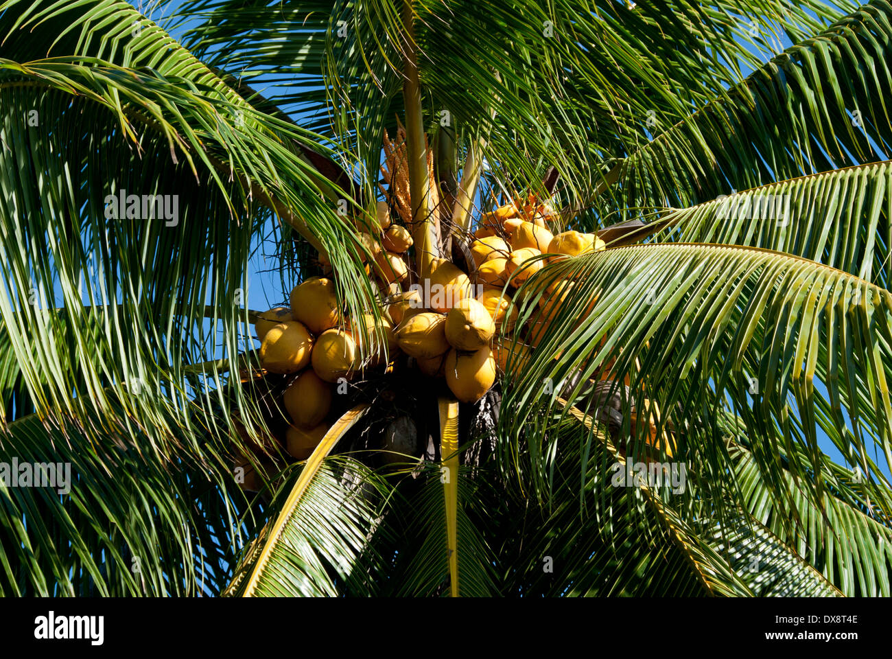 Coconut tree.Tortuguero village. Tortuguero National Park.Atlantic ...