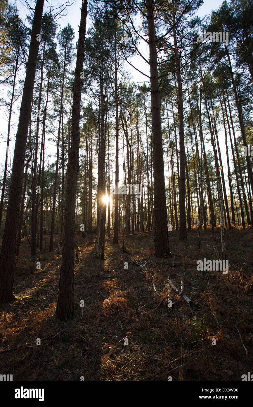 Looking up through the trees in a pine forest Stock Photo - Alamy