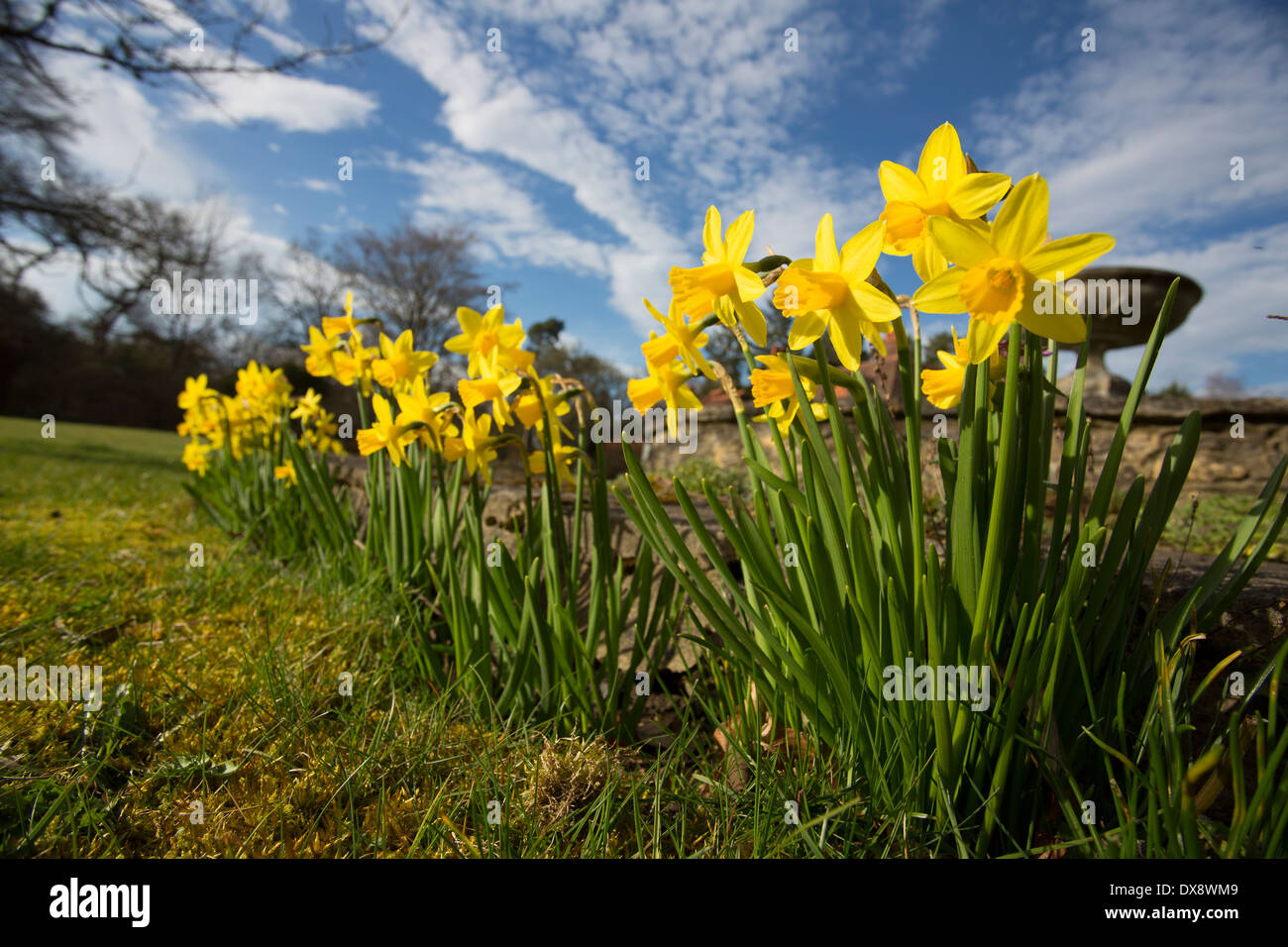 Daffodils in the sunlight Stock Photo - Alamy