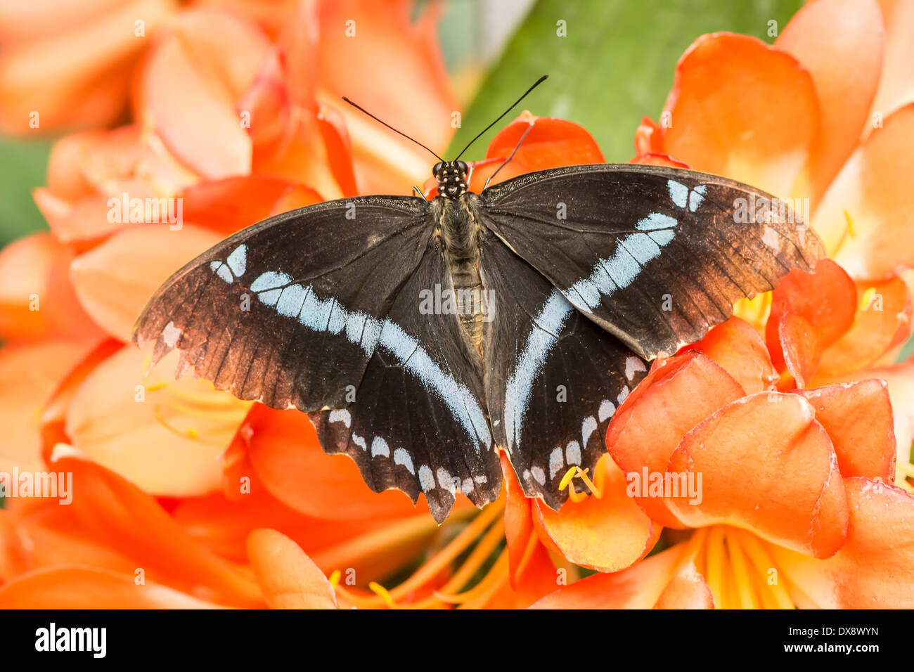 Tropical swallowtail butterfly on an orange flower Stock Photo - Alamy