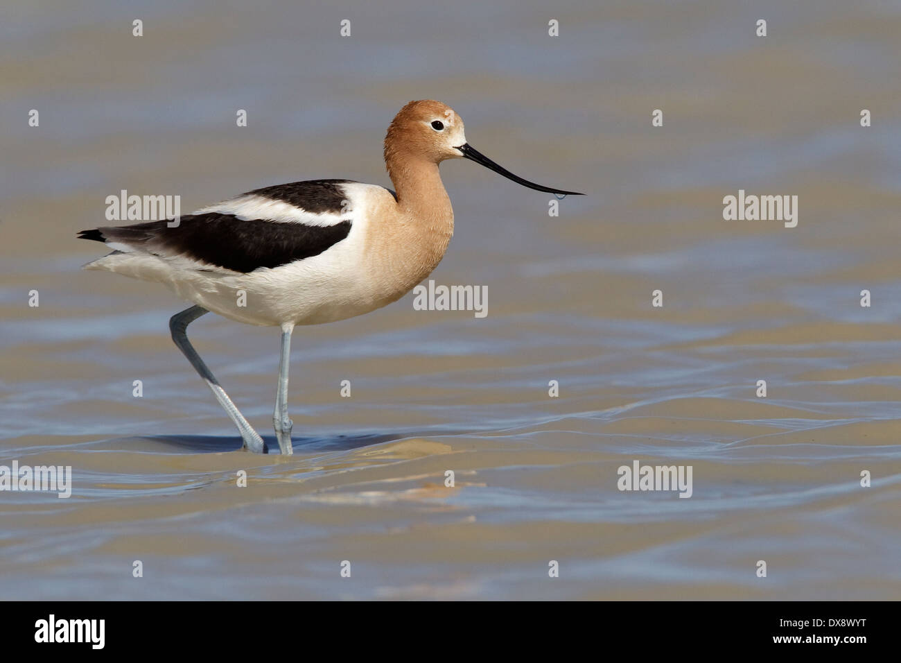 American Avocet - Recurvirostra americana Stock Photo - Alamy