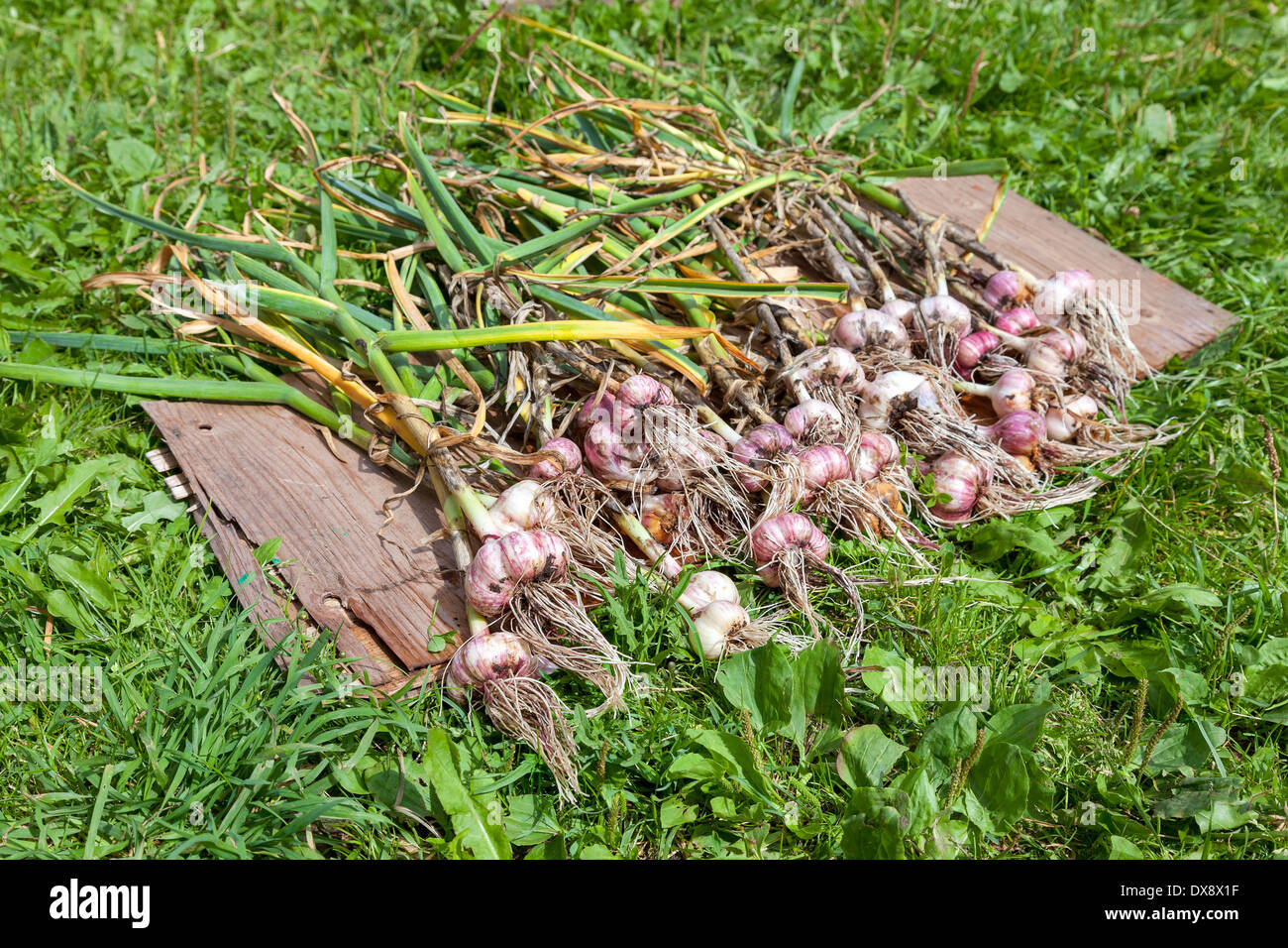 Freshly dug organic garlic drying on the grass Stock Photo - Alamy