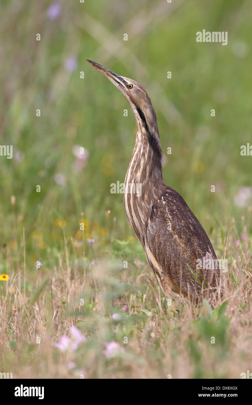Small bittern hi-res stock photography and images - Alamy