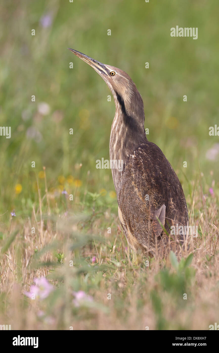 American bittern hi-res stock photography and images - Alamy