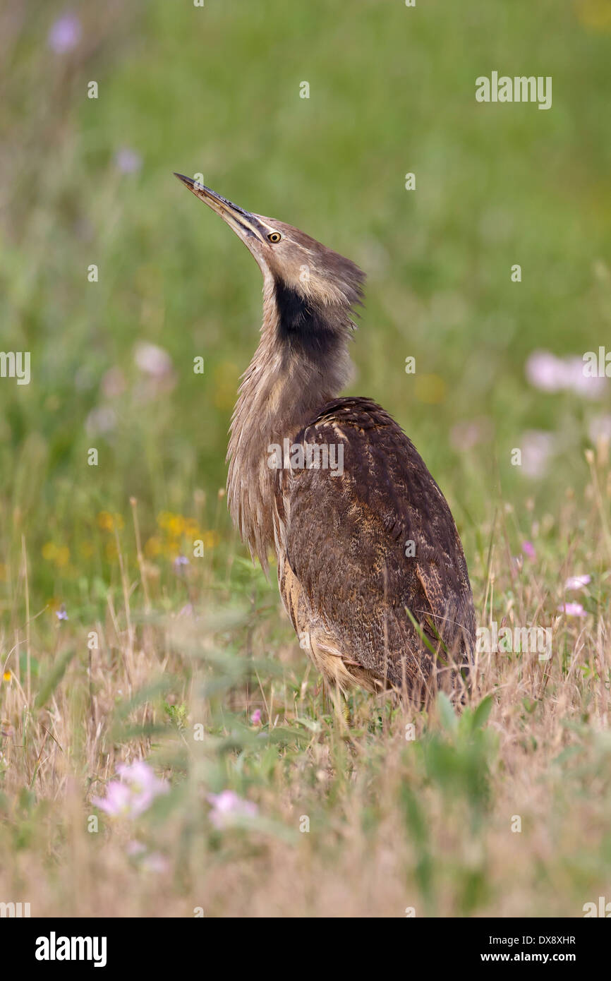 American Bittern - Botaurus lentiginosus Stock Photo - Alamy