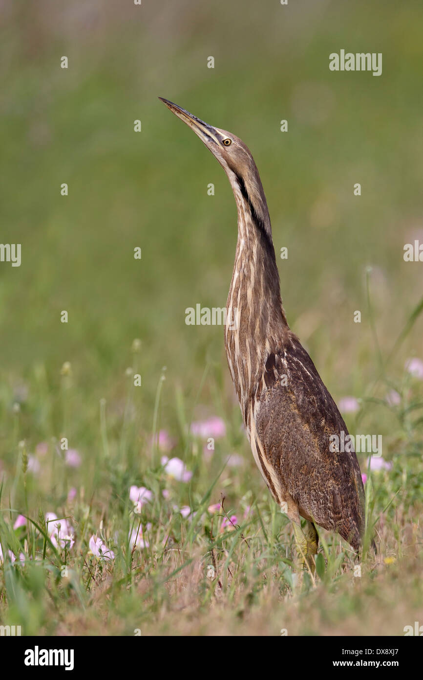 American Bittern - Botaurus lentiginosus Stock Photo - Alamy
