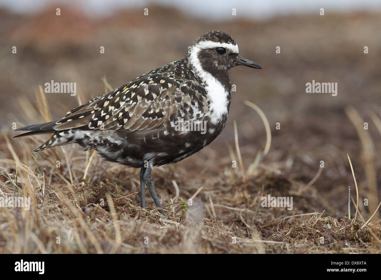 American Golden Plover - Pluvialis dominica - Breeding Female Stock ...
