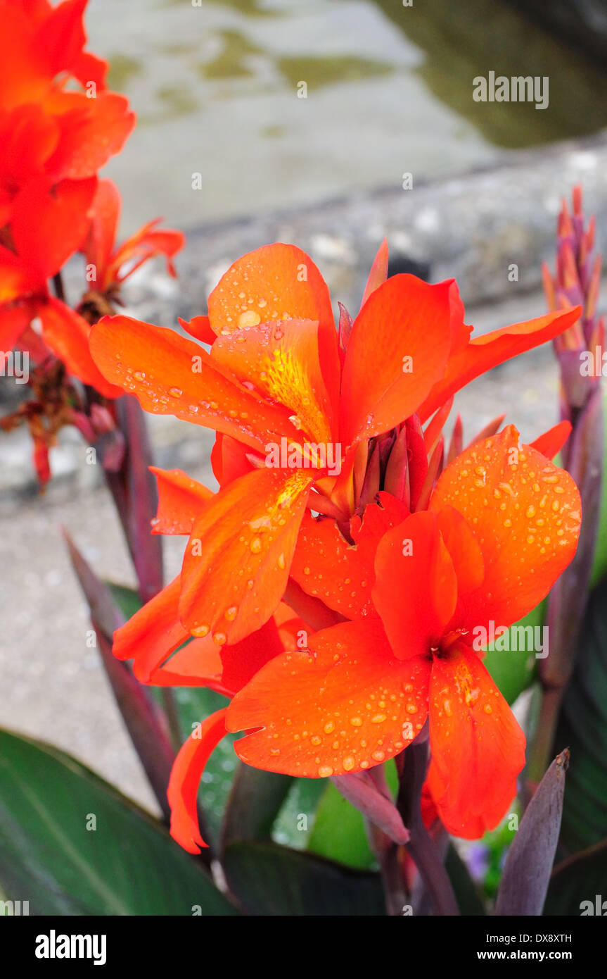 closeup of a orange flower taken in Germany Stock Photo - Alamy