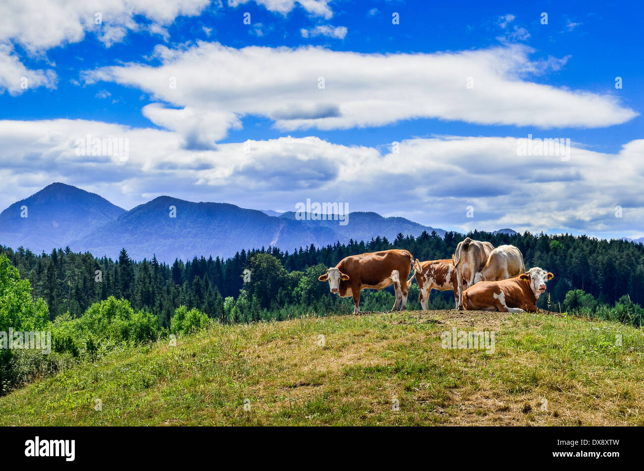 Cows resting in the Alpine Meadow Stock Photo - Alamy
