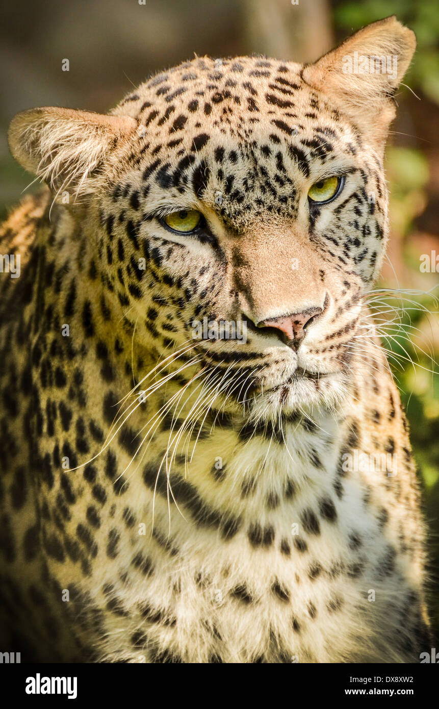 Leopard - Panthera pardus Stock Photo - Alamy