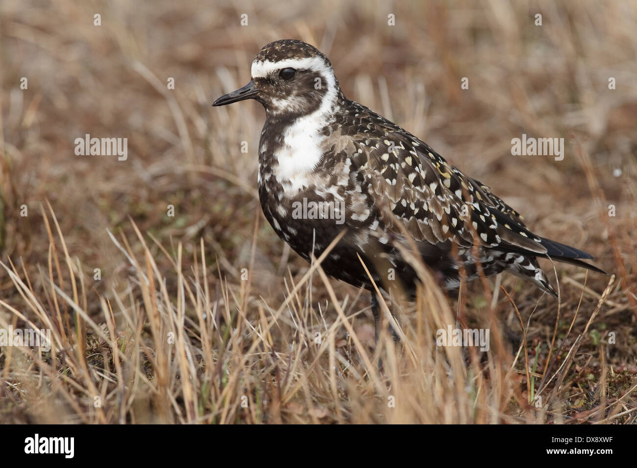 American Golden Plover - Pluvialis dominica - Breeding Female Stock ...