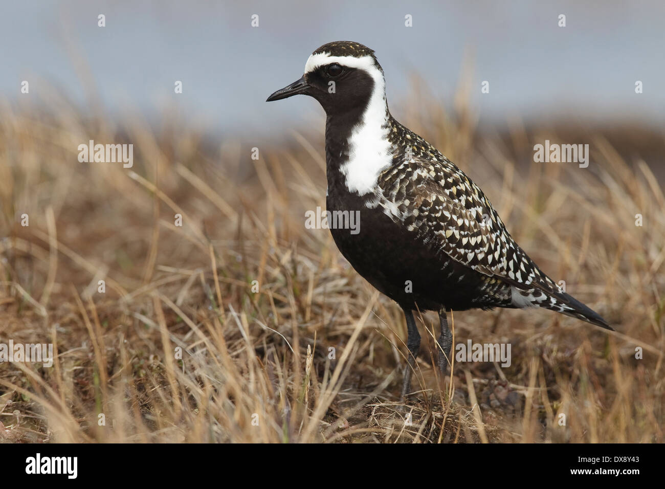 American Golden Plover - Pluvialis dominica - Breeding Male Stock Photo ...