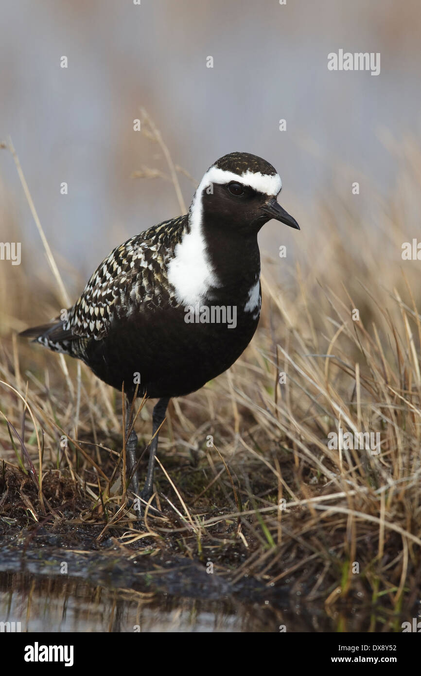 Breeding male plover hi-res stock photography and images - Alamy