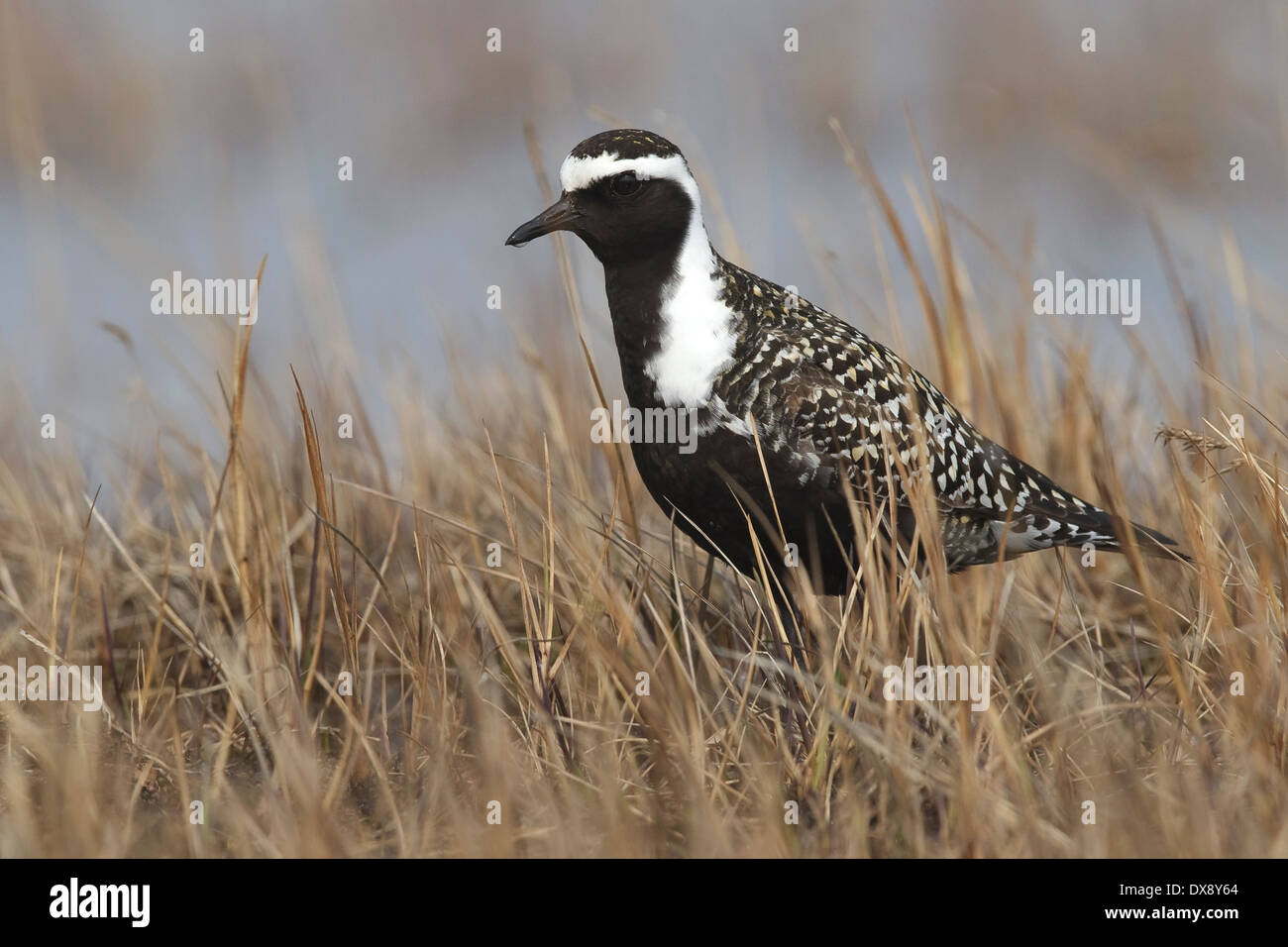 American Golden Plover - Pluvialis dominica - Breeding Male Stock Photo ...