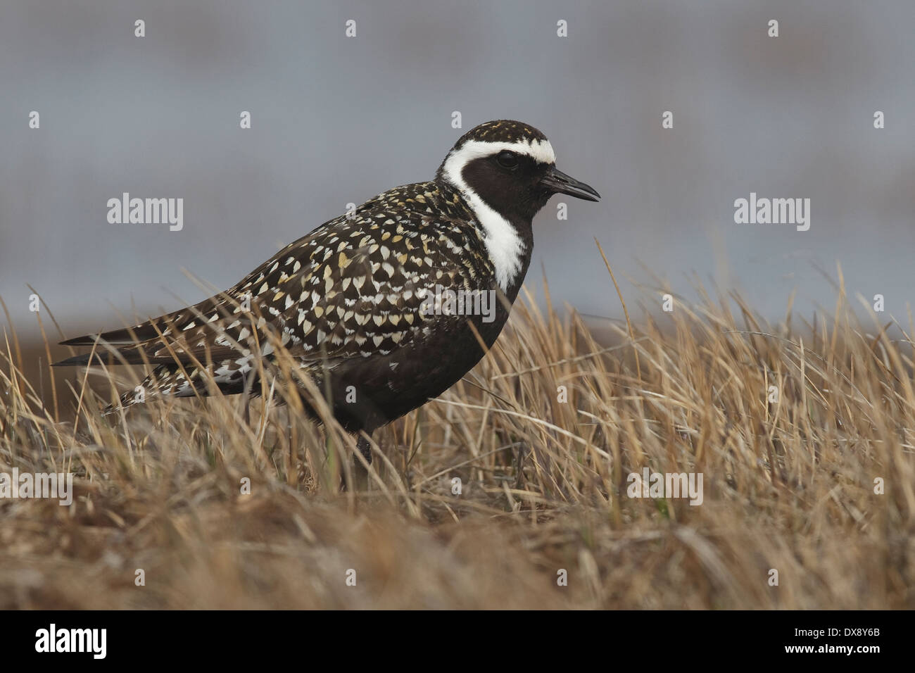 American Golden Plover - Pluvialis dominica - Breeding Male Stock Photo ...