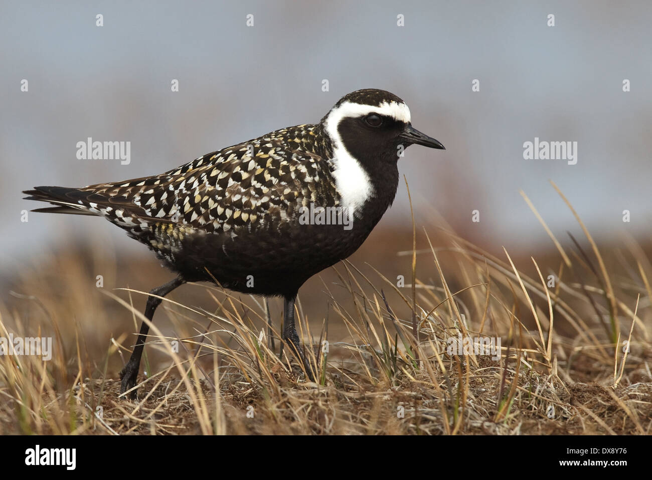 Breeding male plover hi-res stock photography and images - Alamy