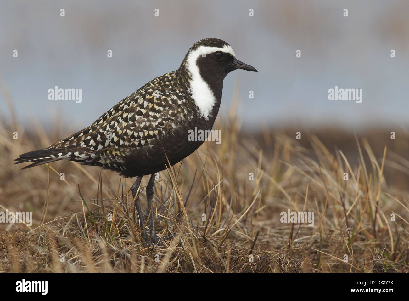 Breeding male plover hi-res stock photography and images - Alamy