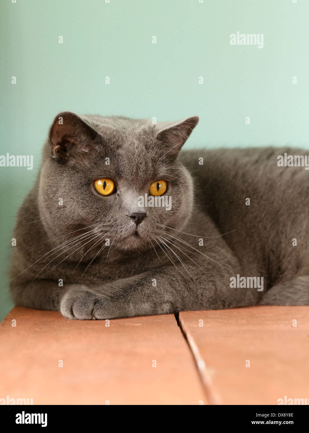 pet - British shorthair cat with orange eyes Stock Photo - Alamy