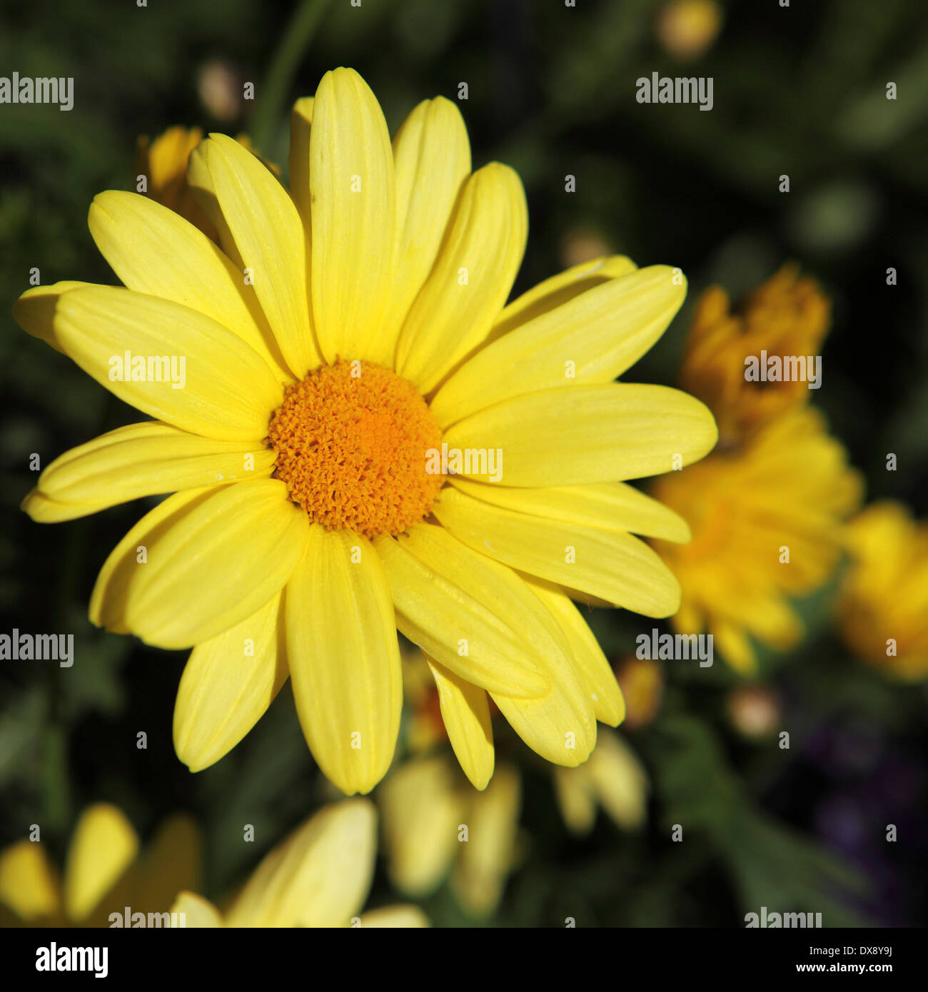 Barberton daisy hi-res stock photography and images - Alamy