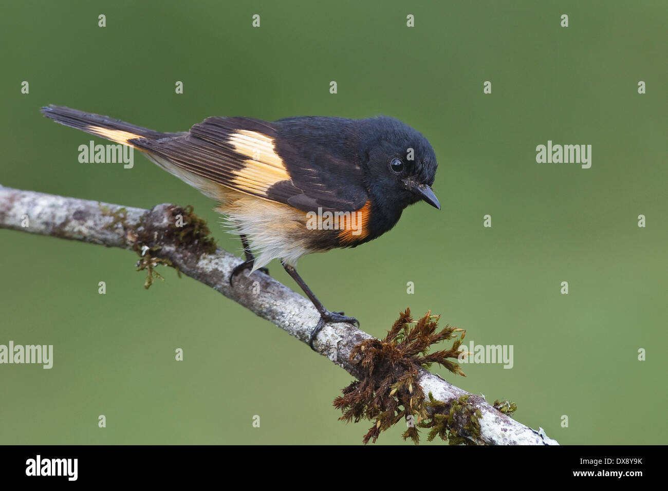 American Redstart - Setophaga ruticilla - Adult male breeding Stock ...
