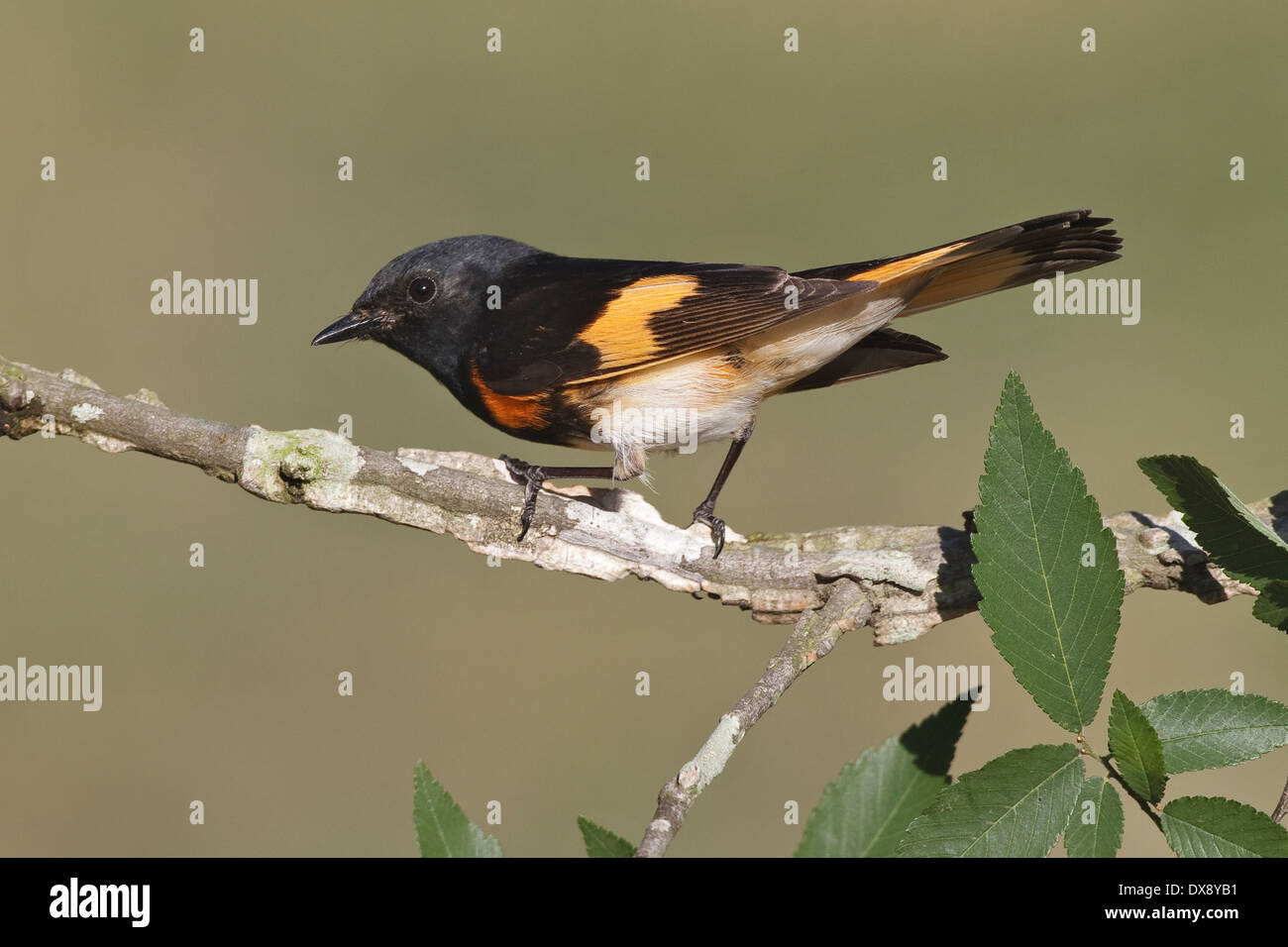 American redstart hi-res stock photography and images - Alamy