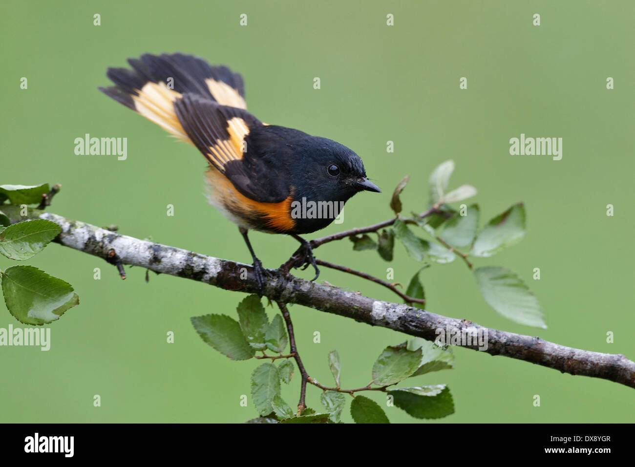 American male redstart hi-res stock photography and images - Alamy