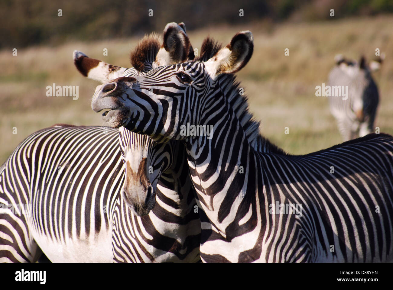 Zebra Galloping High Resolution Stock Photography and Images - Alamy