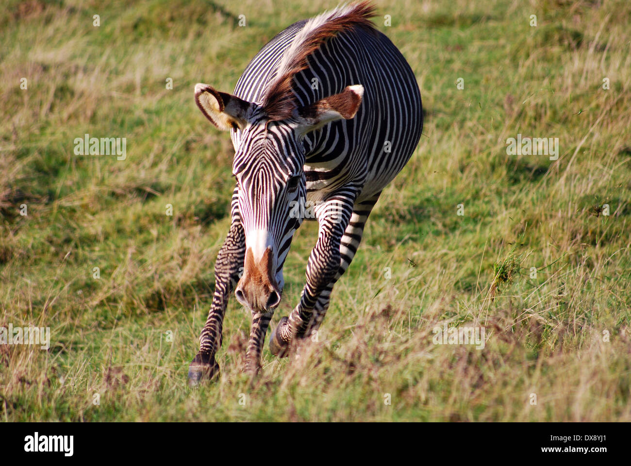 Zebra galloping hi-res stock photography and images - Alamy