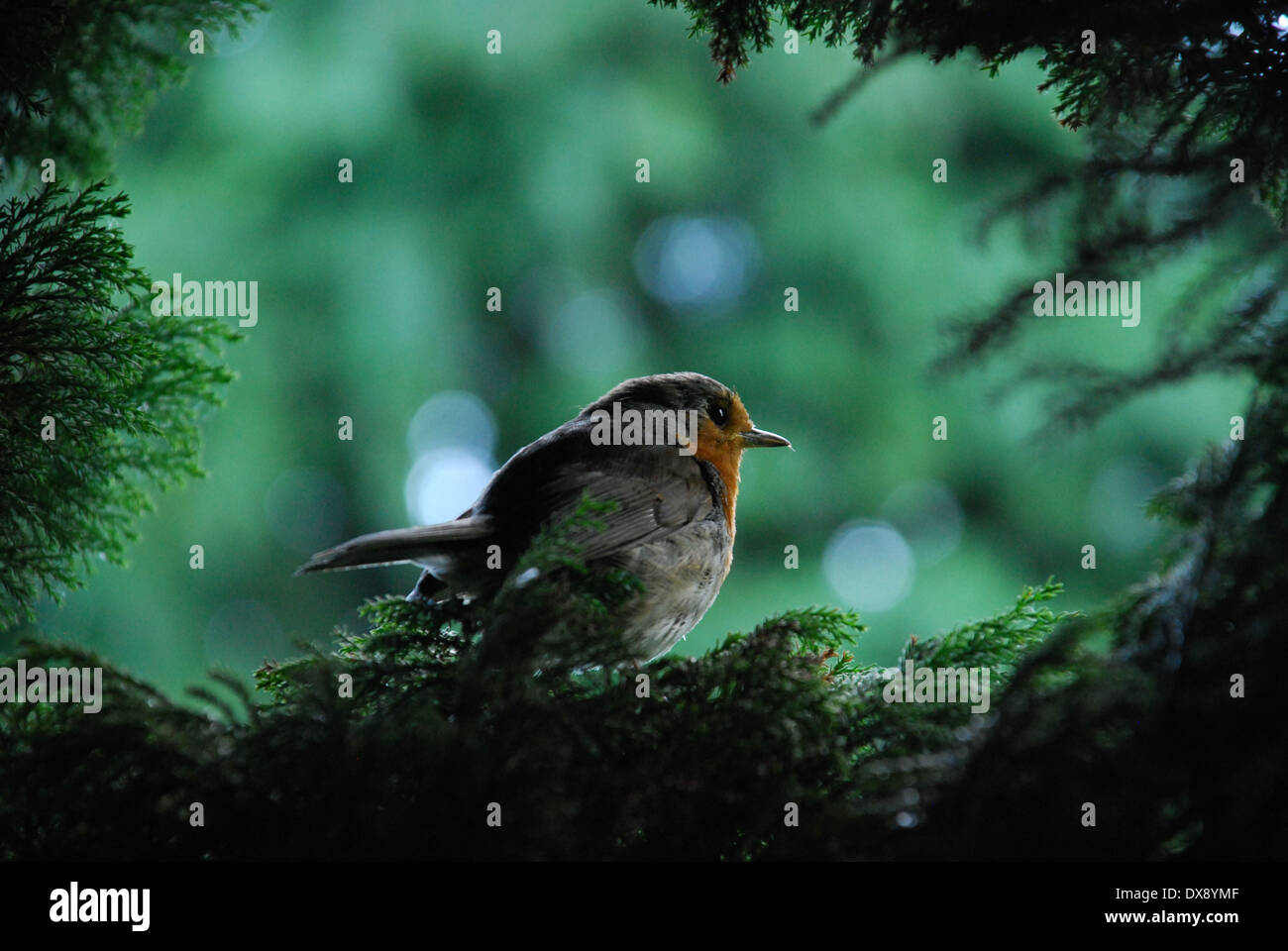Robin Sitting In a Pine Tree Looking Out Stock Photo - Alamy