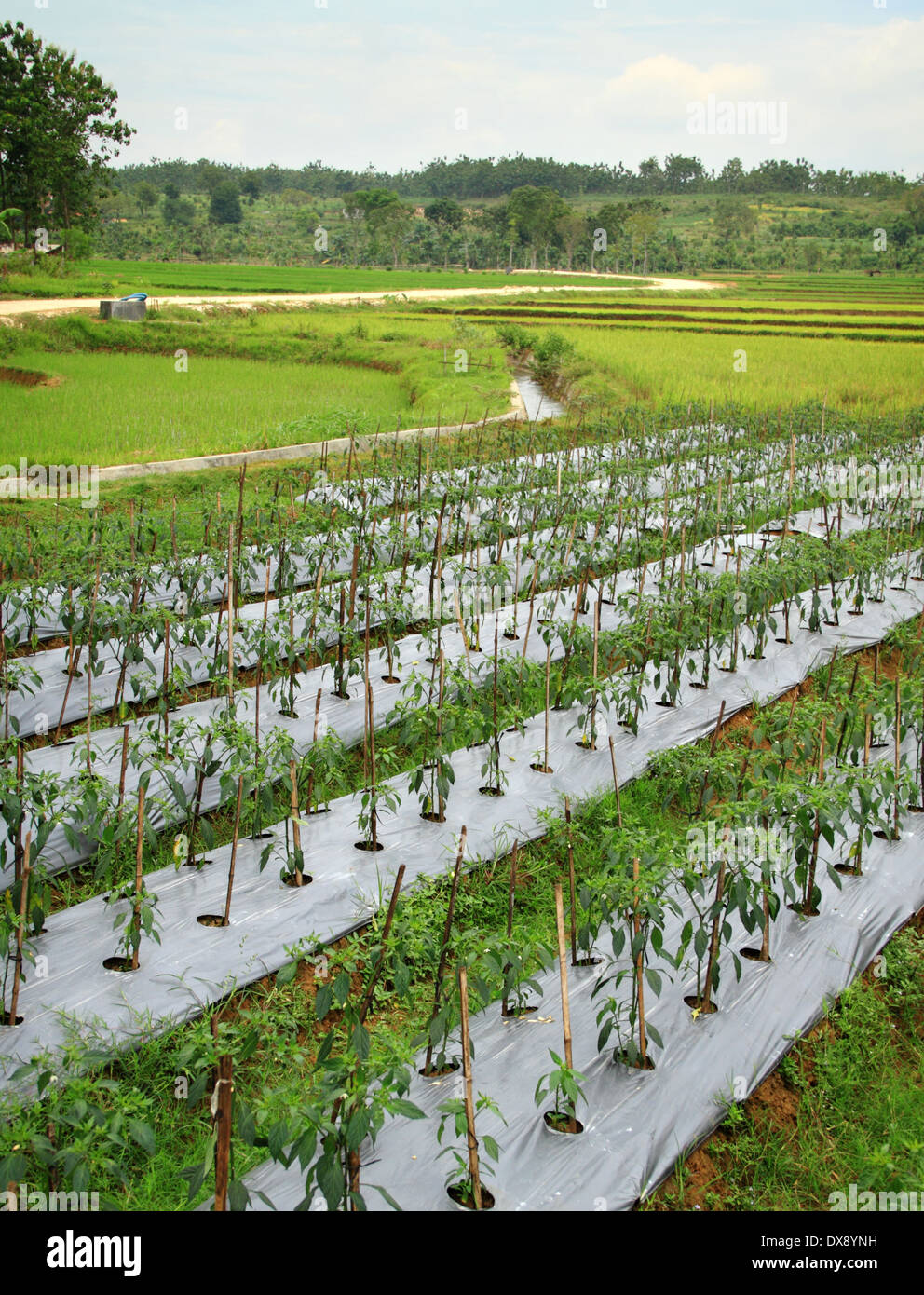 Young chilli plants hi-res stock photography and images - Alamy