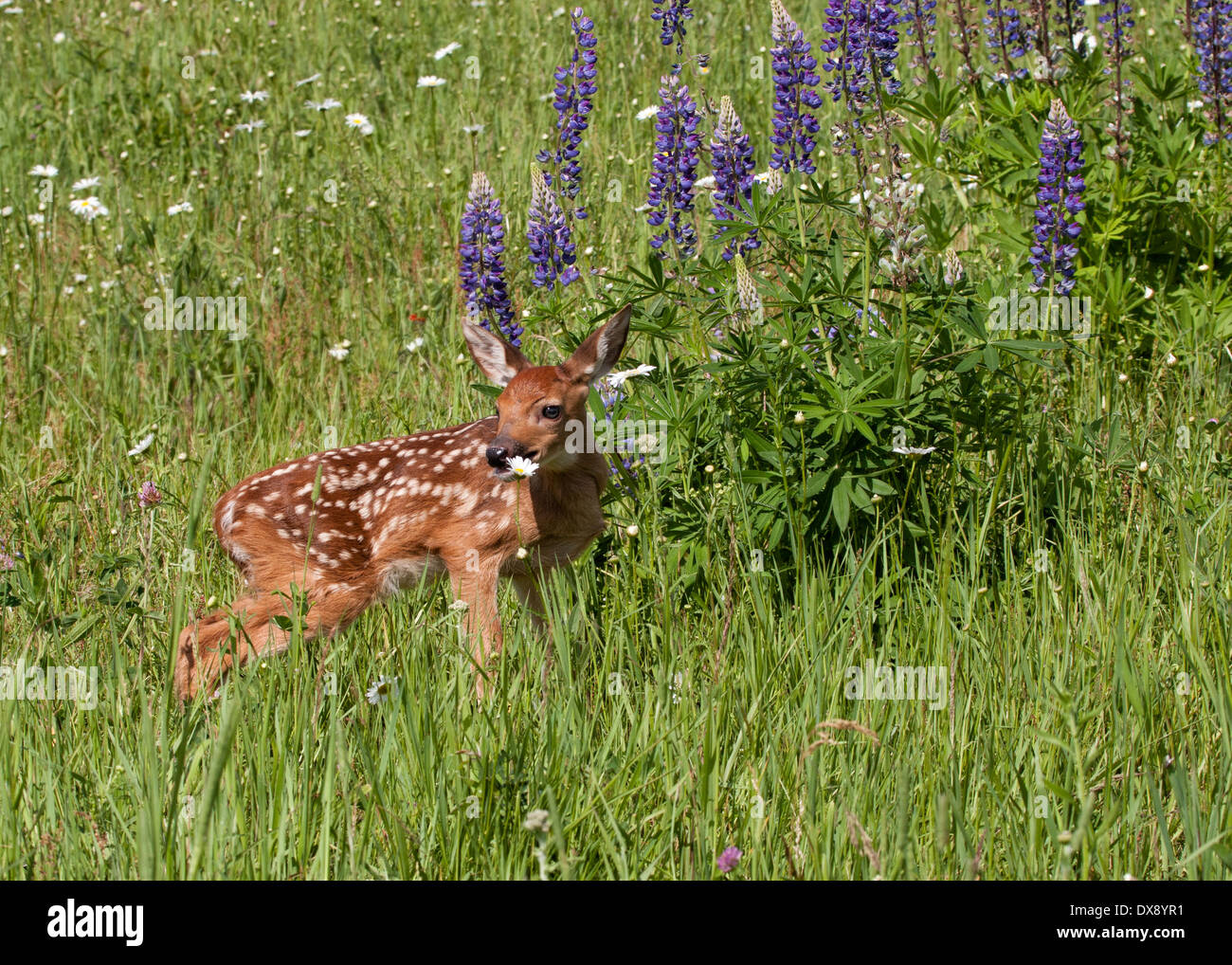 Fawn Standing in Wildflowers Stock Photo - Alamy