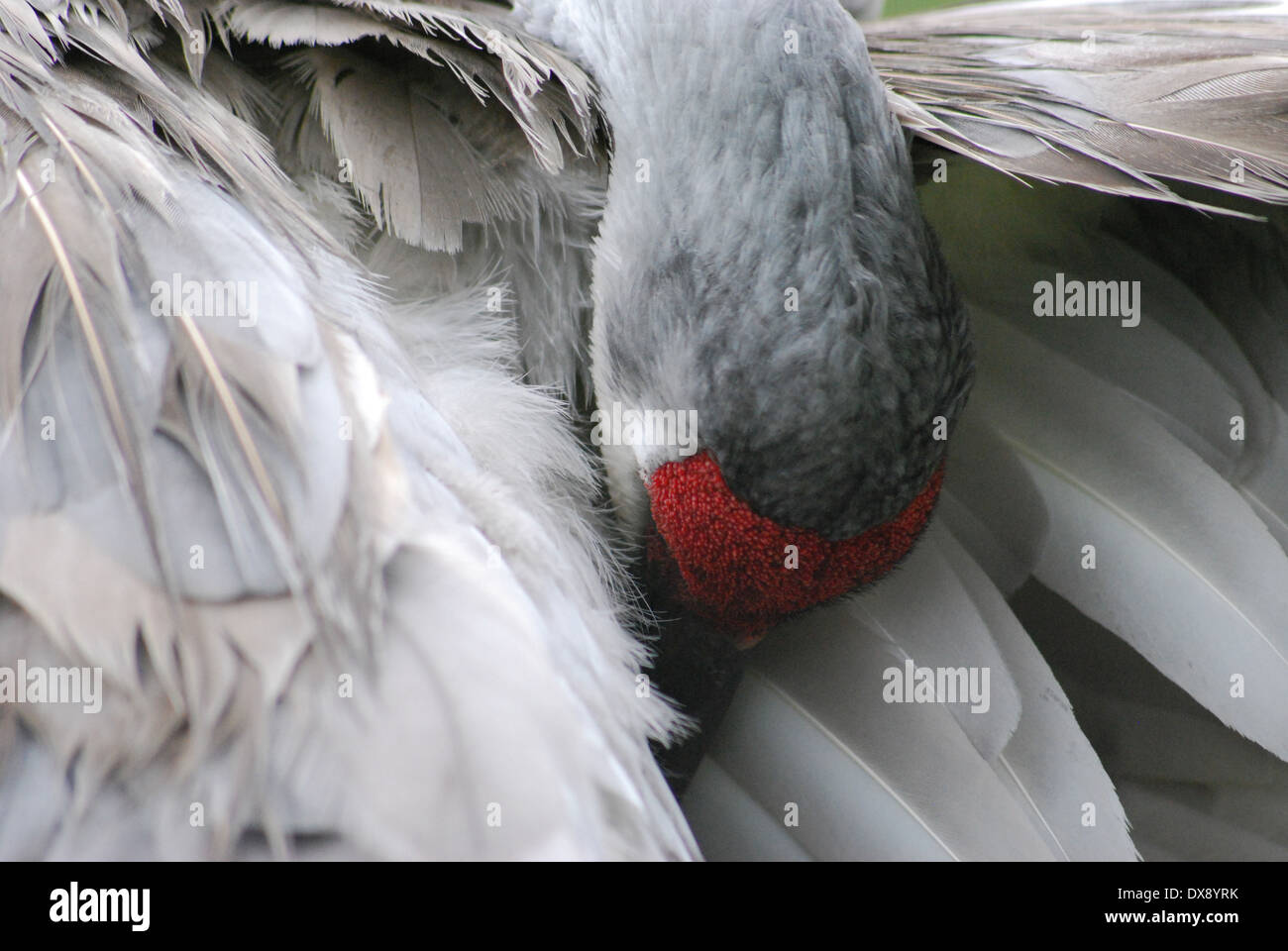 Preening preen hi-res stock photography and images - Alamy