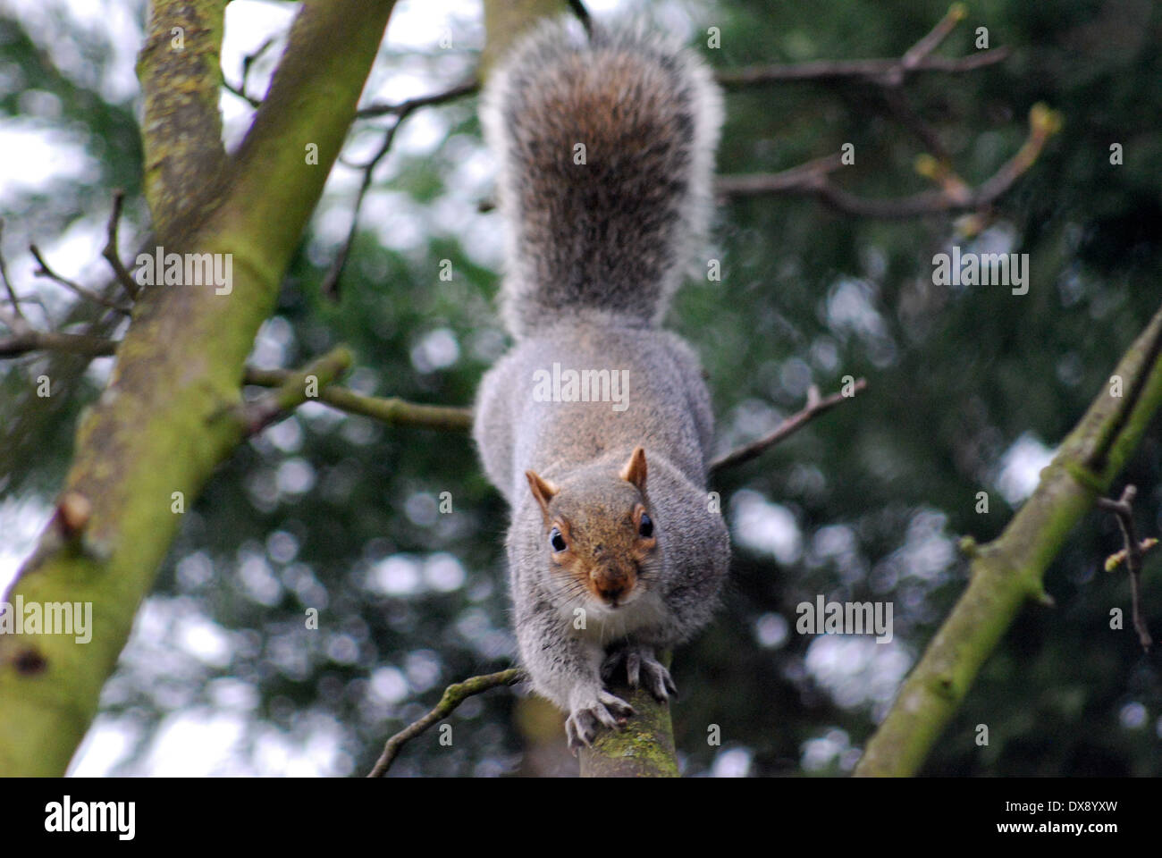 Grey squirrel tree bark hi-res stock photography and images - Alamy