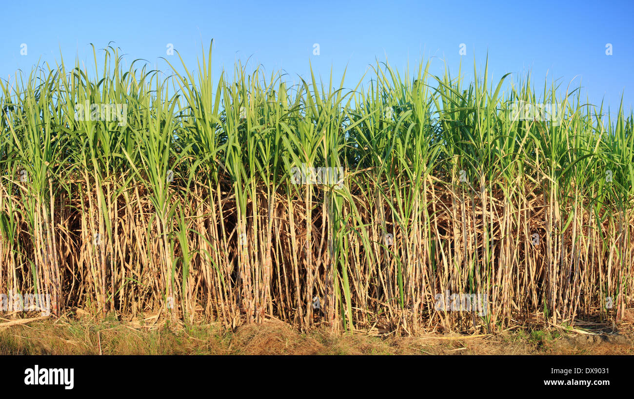sugar cane plantation Stock Photo - Alamy