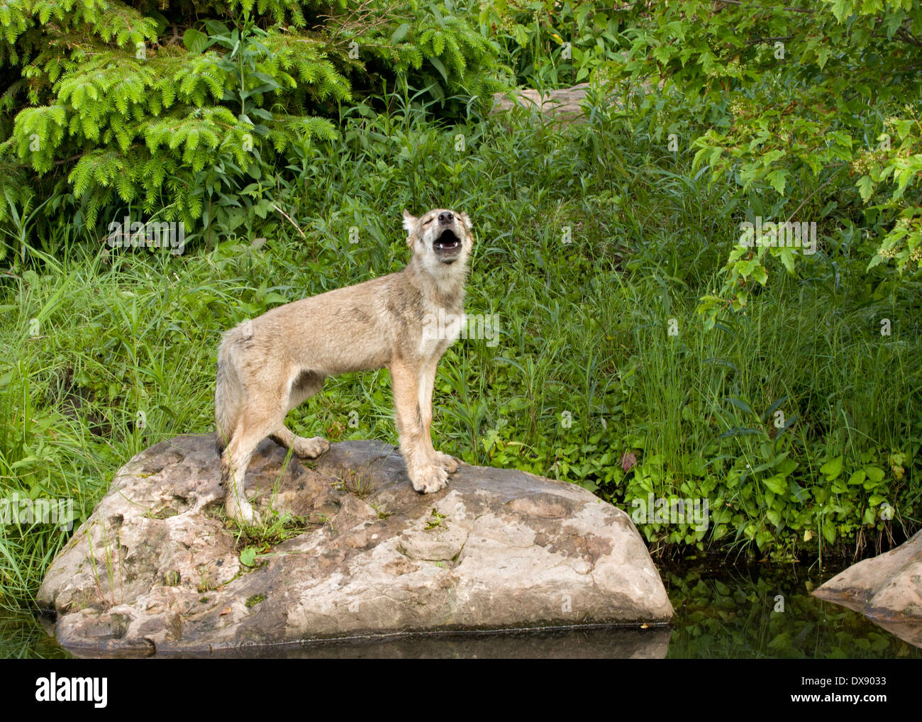Gray wolf canis lupus howling hi-res stock photography and images - Alamy