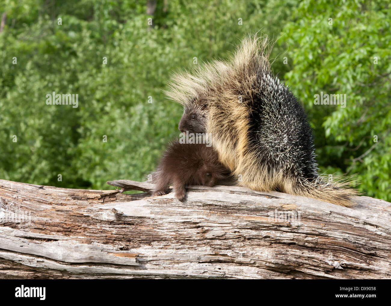 Baby North American Porcupine
