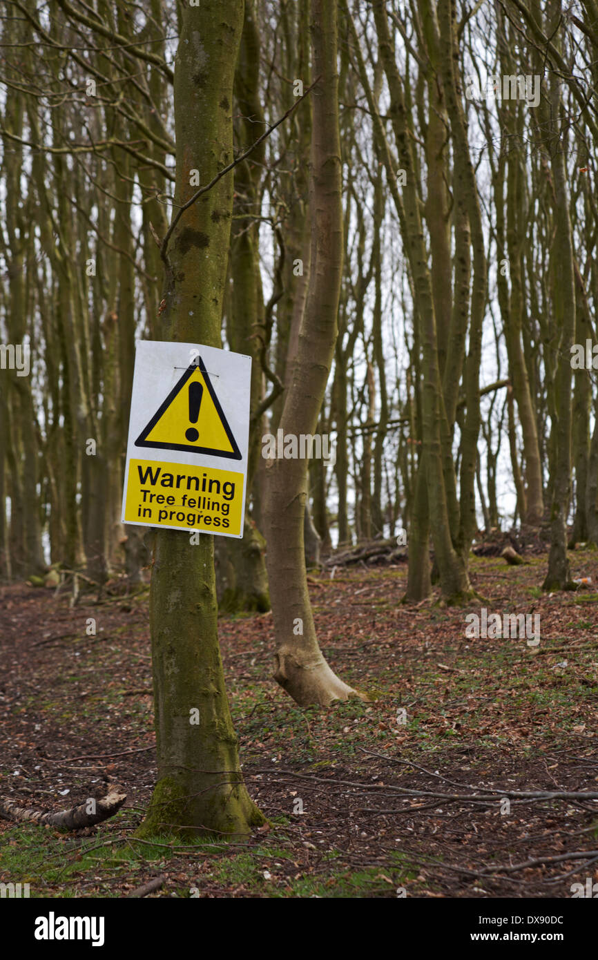 warning tree felling in progress sign on trees near Win Green on the ...