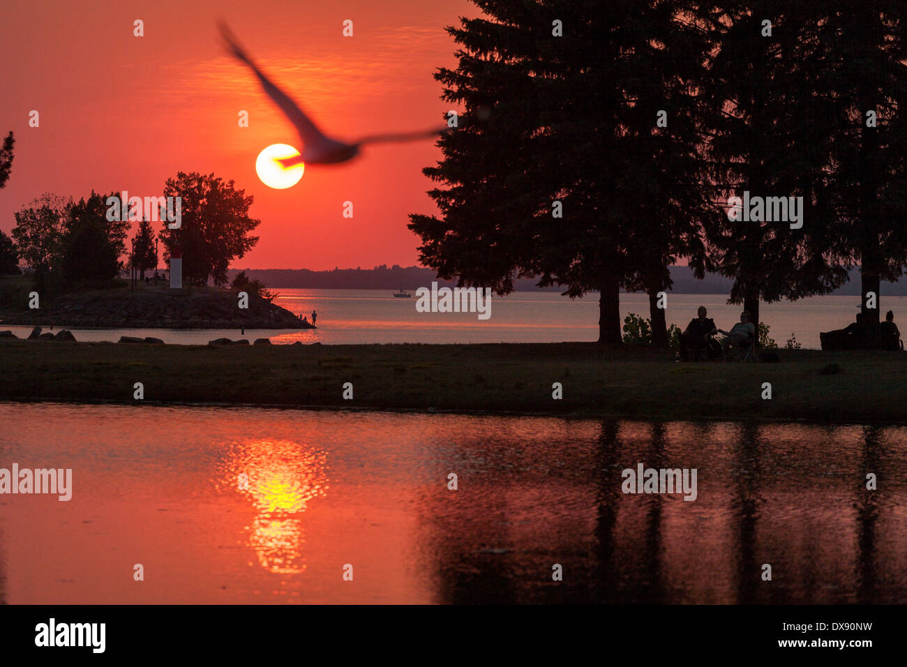 Flying gull reflected in water hi-res stock photography and images - Alamy