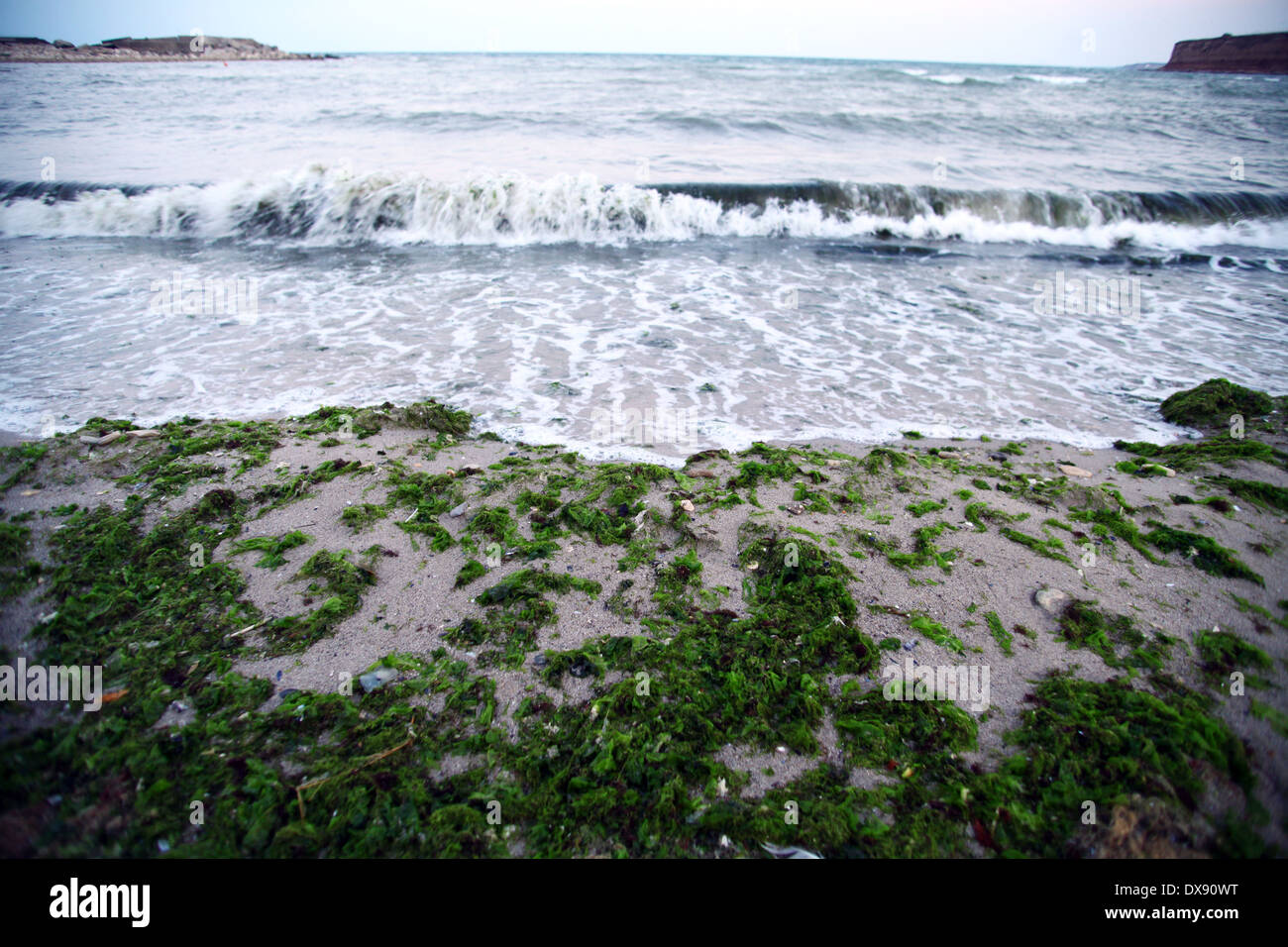 Dead algae sea hi-res stock photography and images - Alamy