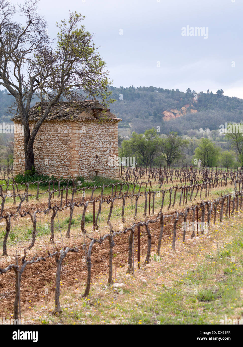 Vines Tree High Resolution Stock Photography and Images - Alamy