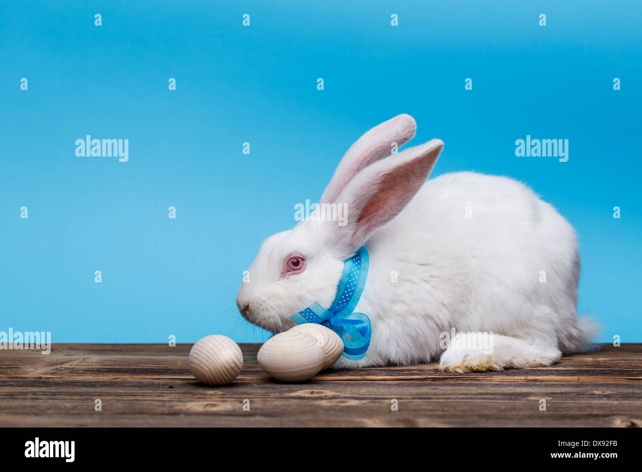 Blue rabbit hi-res stock photography and images - Alamy