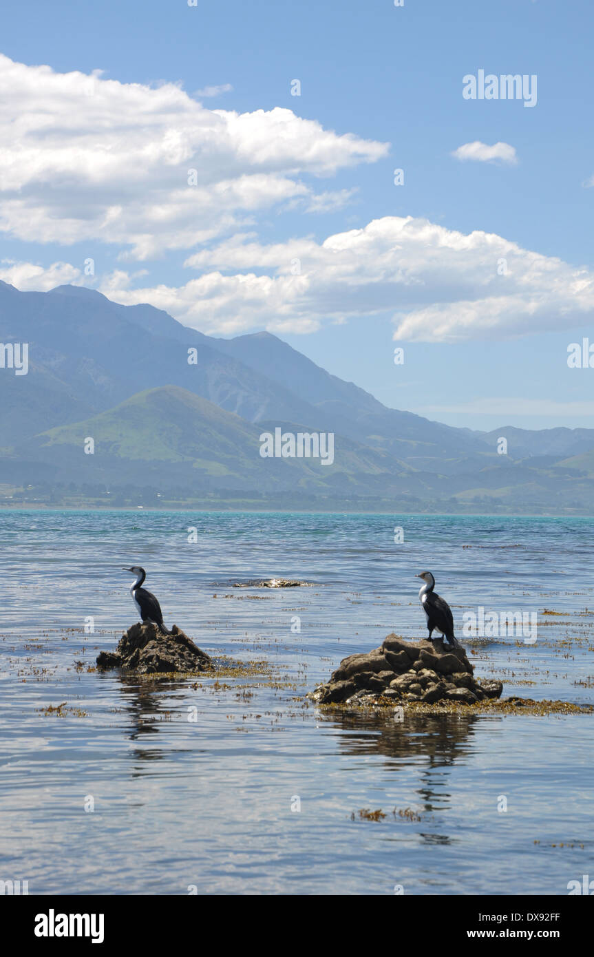 Cormorant Nz High Resolution Stock Photography and Images - Alamy