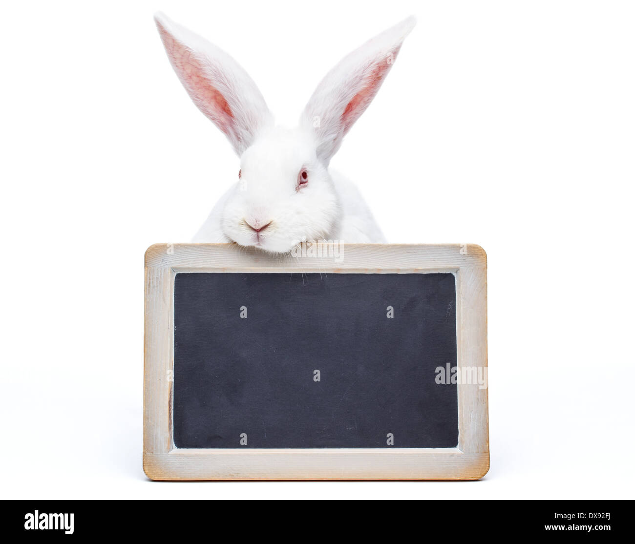 Rabbit over the blank blackboard, isolated on white background Stock ...
