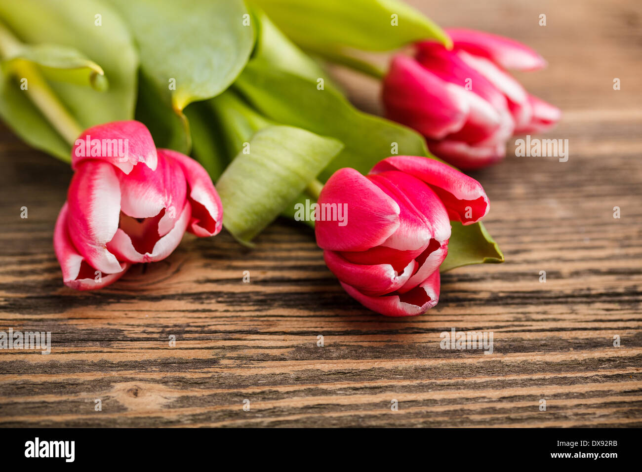 Wooden tulips hi-res stock photography and images - Alamy