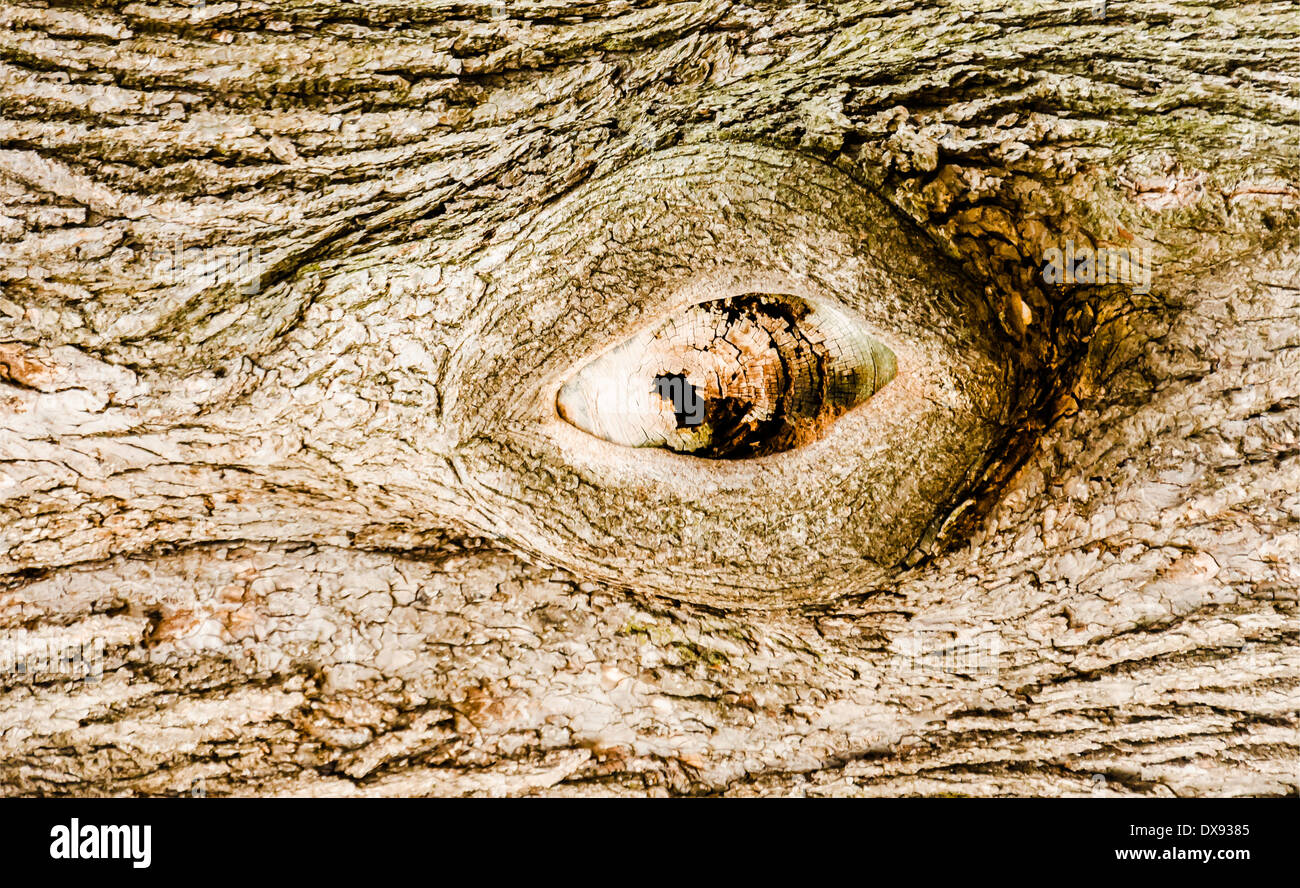 Human looking tree trunk hi-res stock photography and images - Alamy