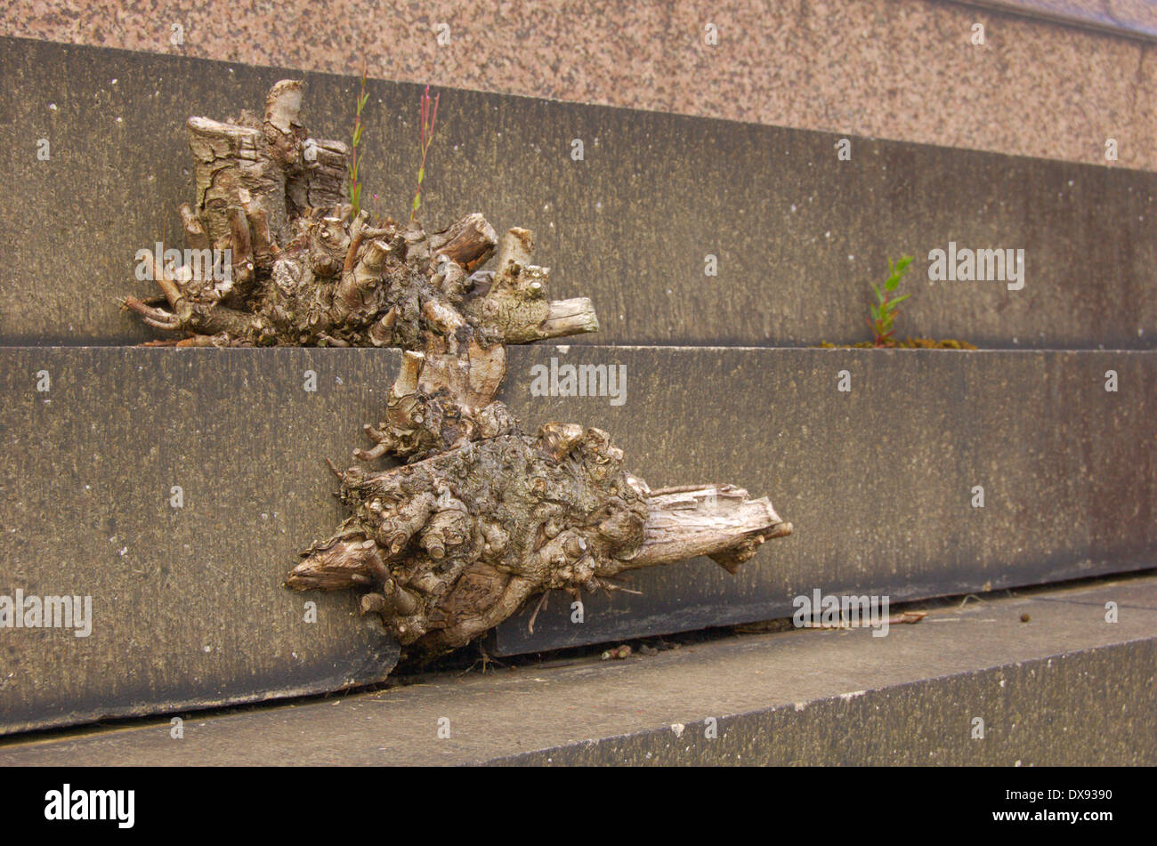 Tree roots growing through a monument in Glasgow Necropolis, Glasgow ...