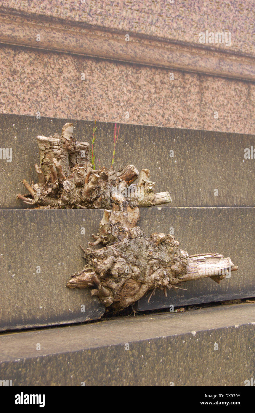 Tree roots growing through a monument in Glasgow Necropolis, Glasgow ...