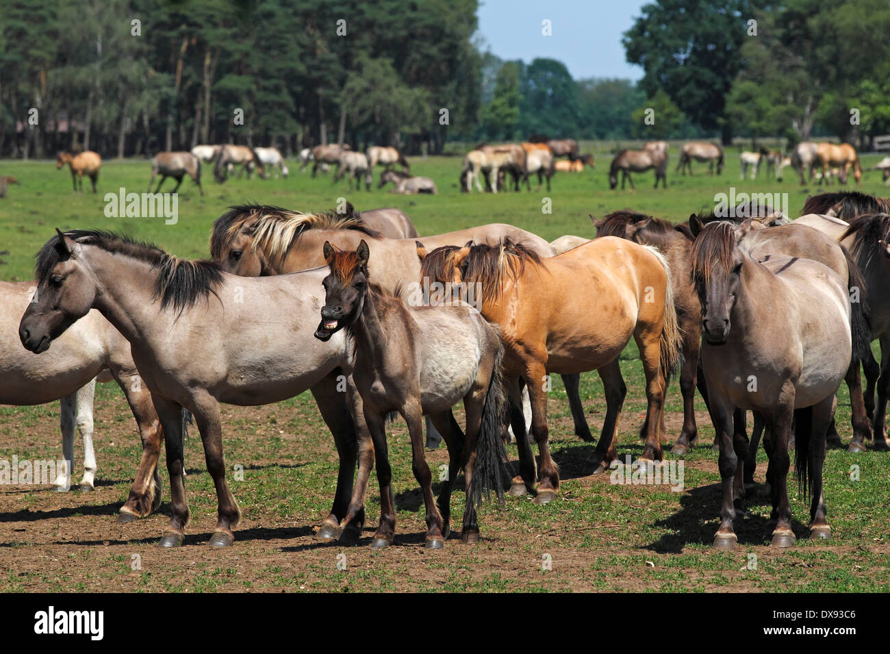 Dulmen pony hi-res stock photography and images - Alamy
